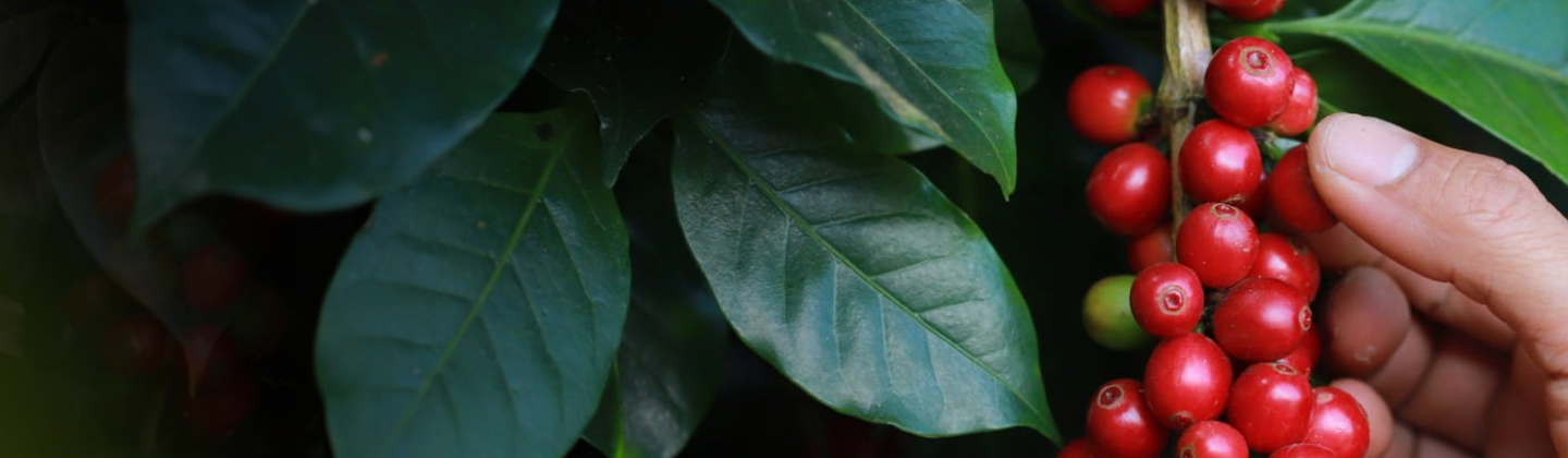 10 Fascinating Hawaiian Coffee Facts Every Coffee Lover Should Know